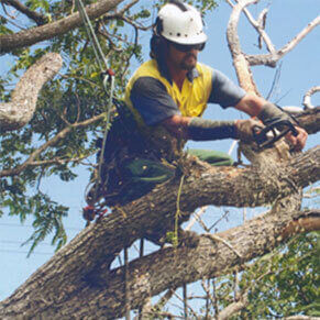 Quality & Budget Tree Services Hervey Bay | Geoff's Tree Lopping